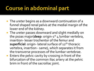 ANATOMY OF URETERS.pptx
