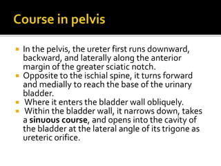 ANATOMY OF URETERS.pptx