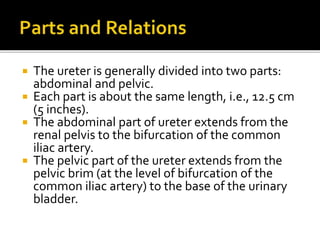 ANATOMY OF URETERS.pptx