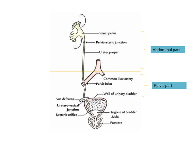 ANATOMY OF URETERS.pptx