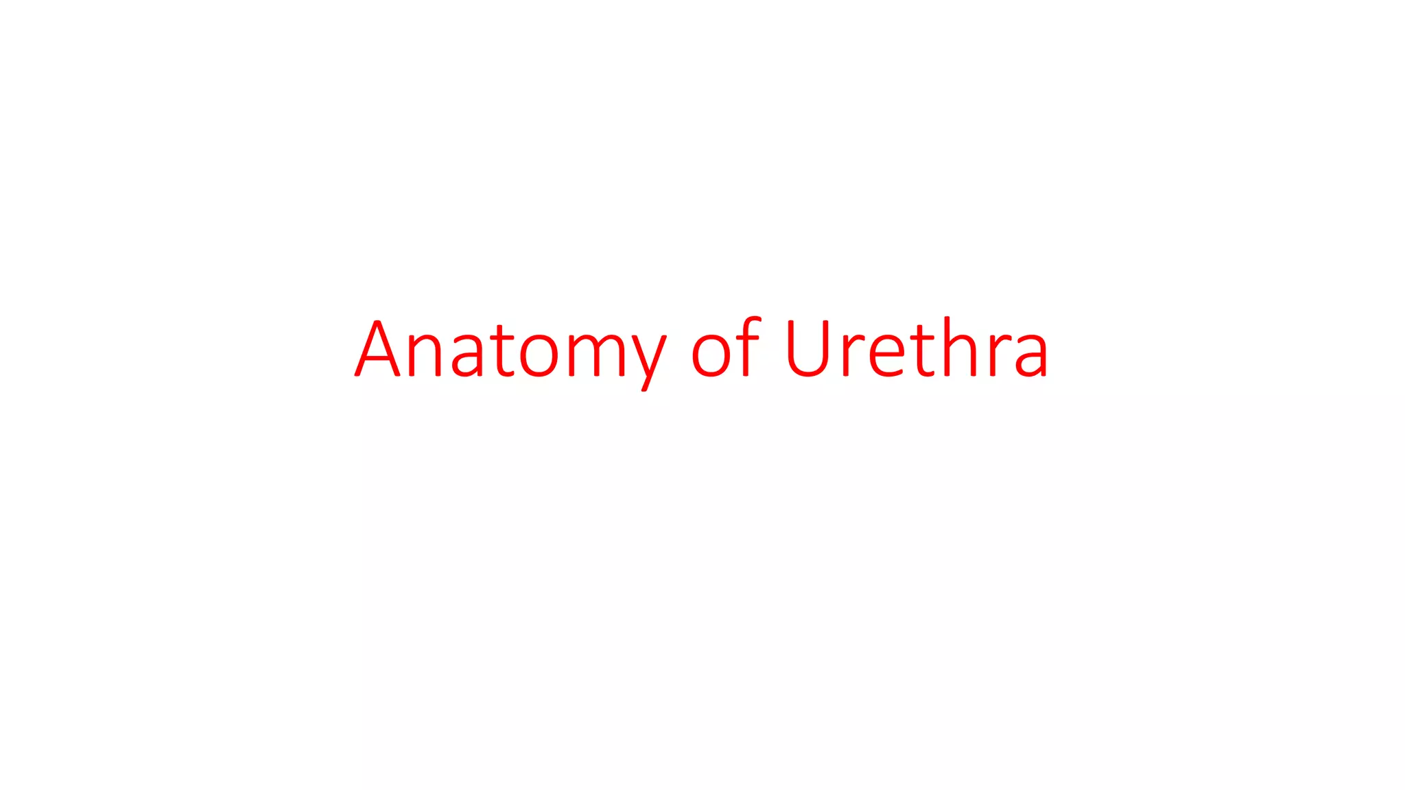 Anatomy of Urethra.pptx