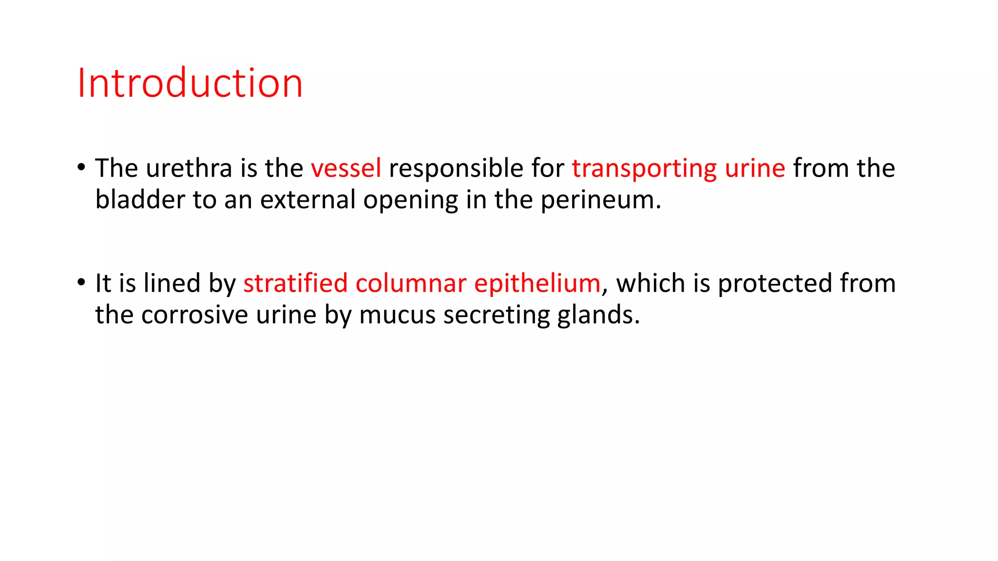 Anatomy of Urethra.pptx