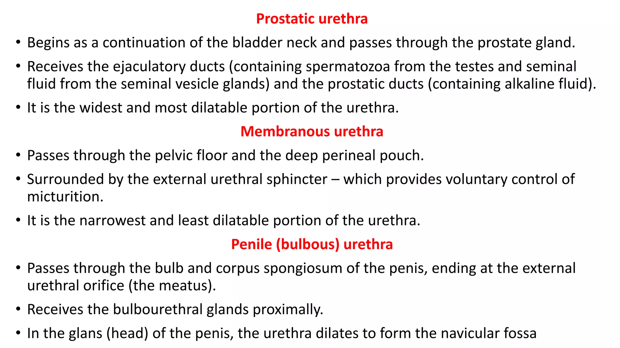 Anatomy of Urethra.pptx