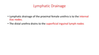 Anatomy of Urethra.pptx
