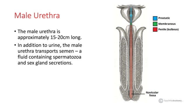 Anatomy of Urethra.pptx | Reproductive Health | Diseases and Conditions