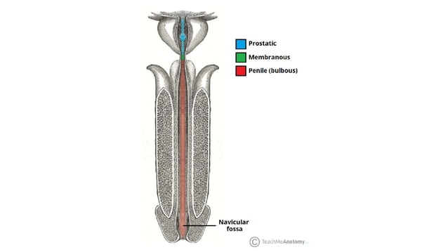 Anatomy of Urethra.pptx | Reproductive Health | Diseases and Conditions
