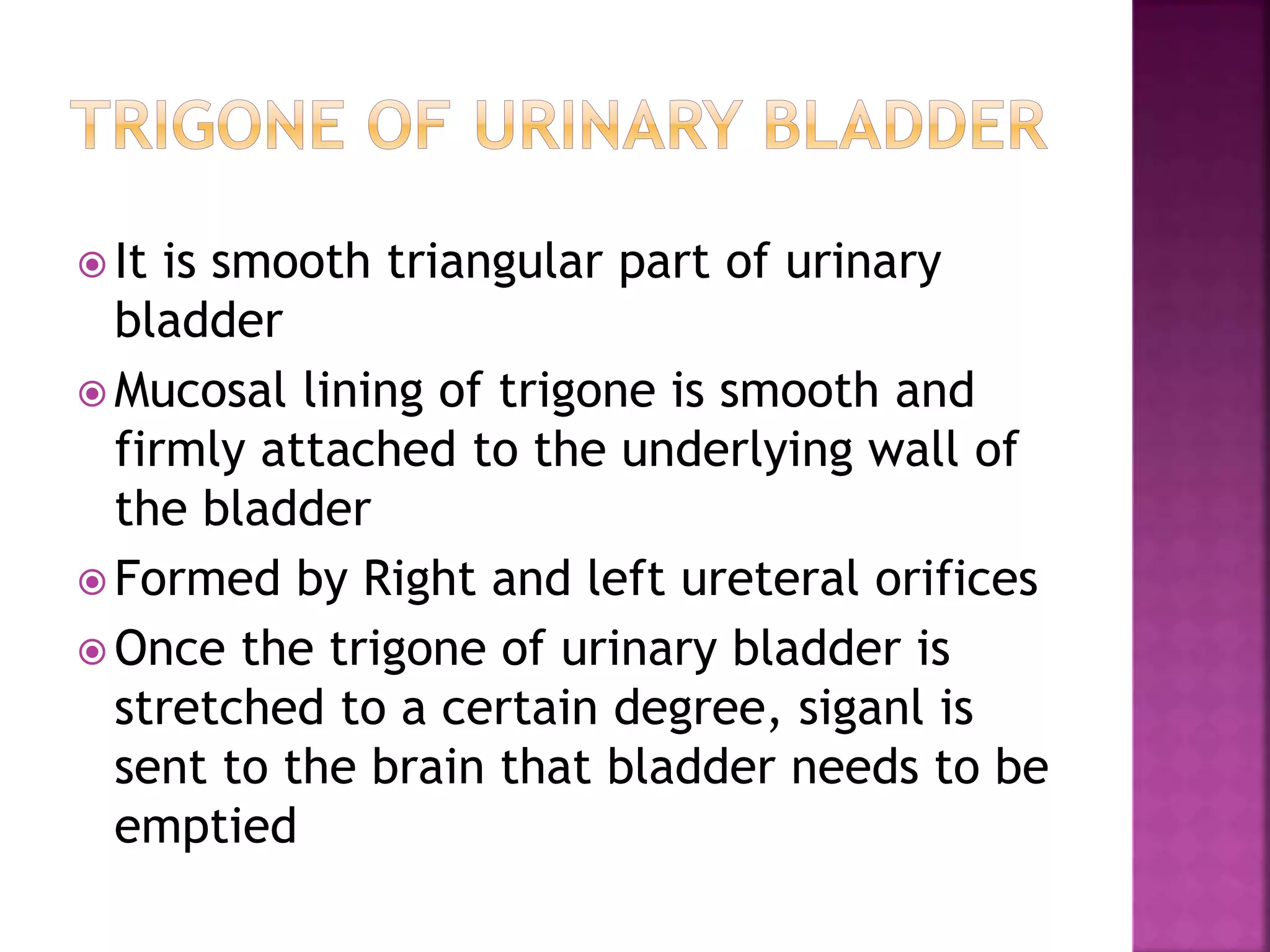 Anatomy of urinary bladder | PPTX