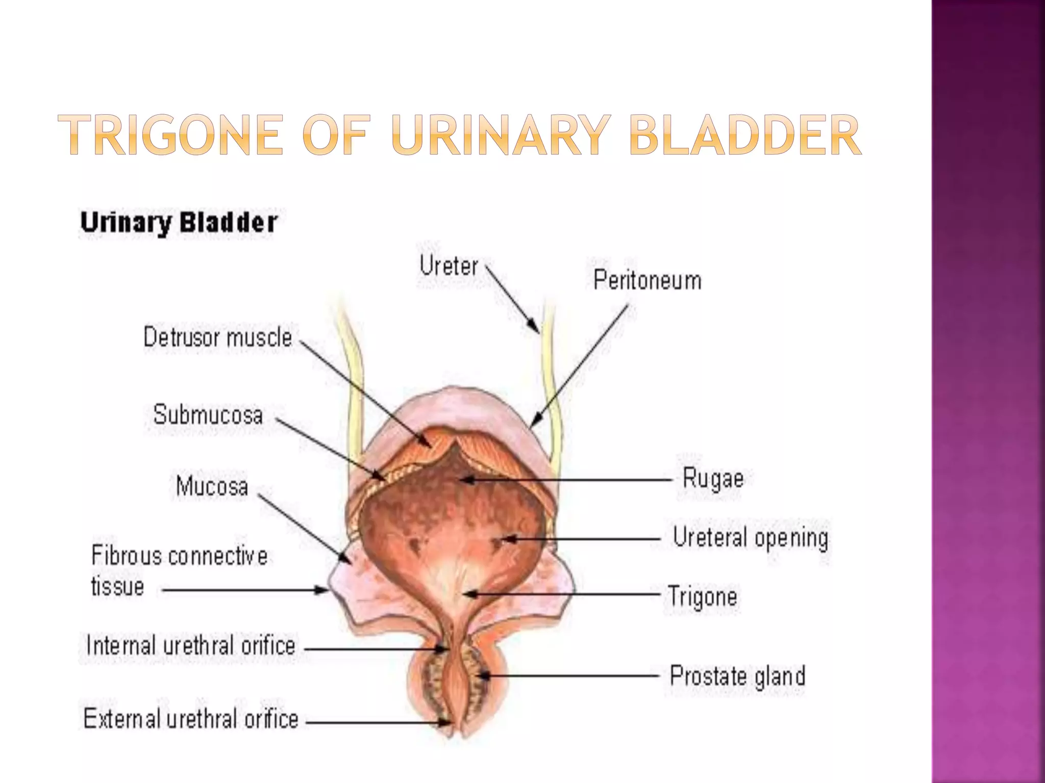 Anatomy of urinary bladder | PPTX