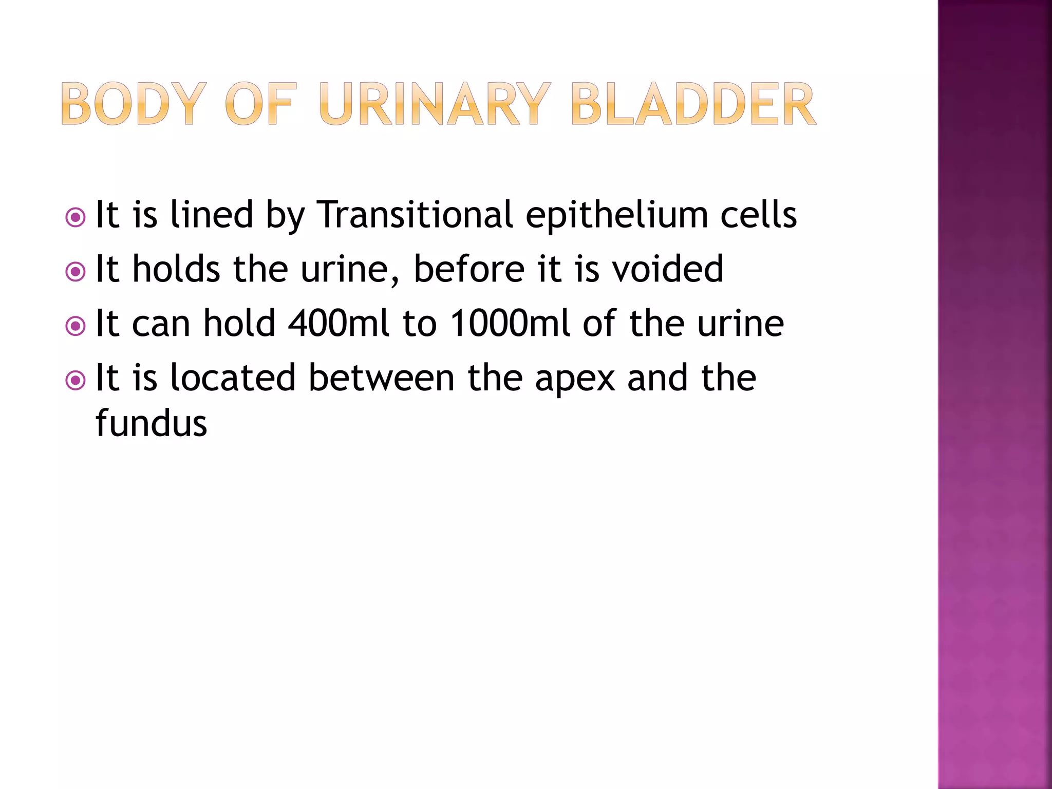 Anatomy of urinary bladder | PPTX