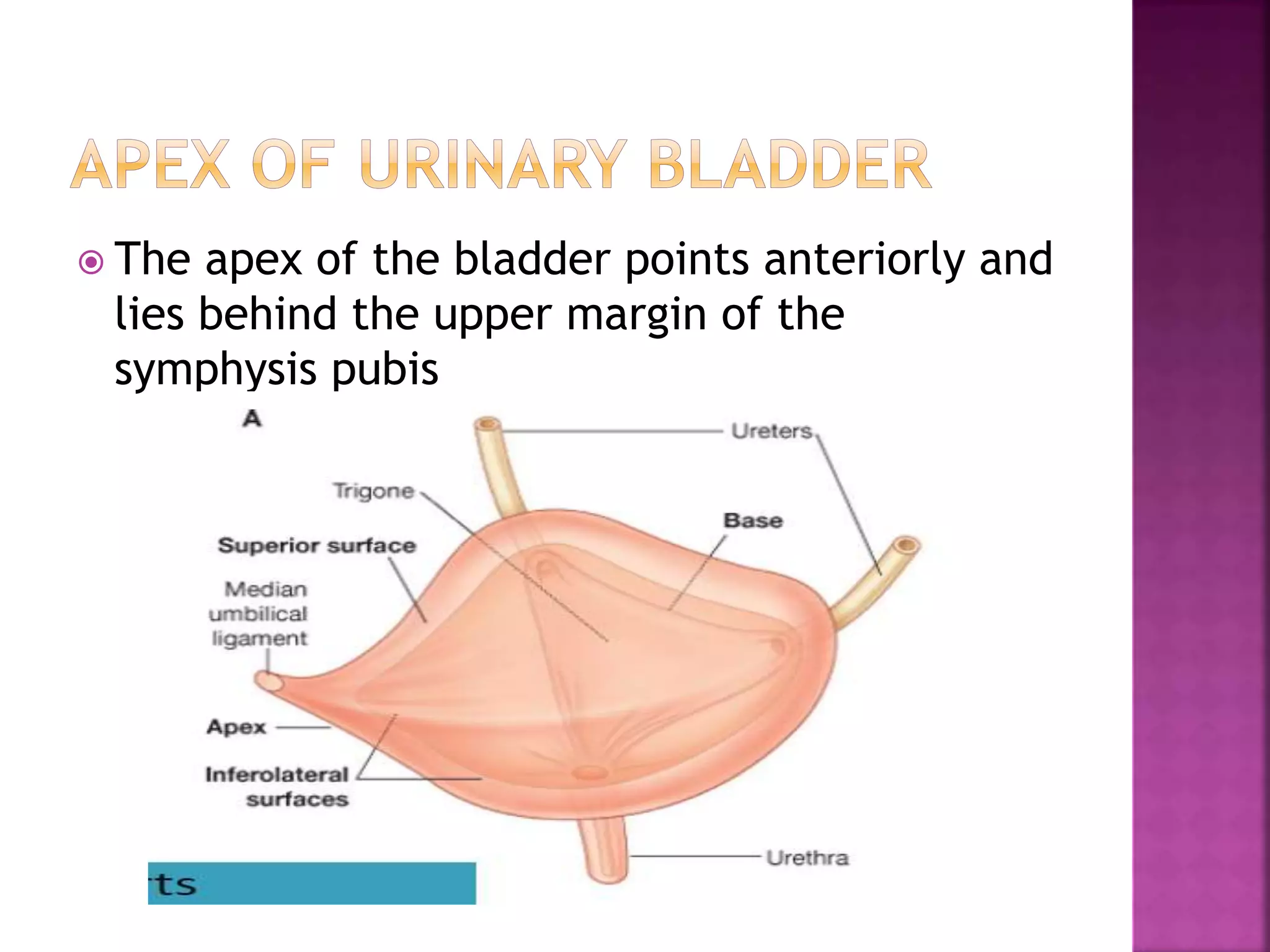Anatomy of urinary bladder | PPTX