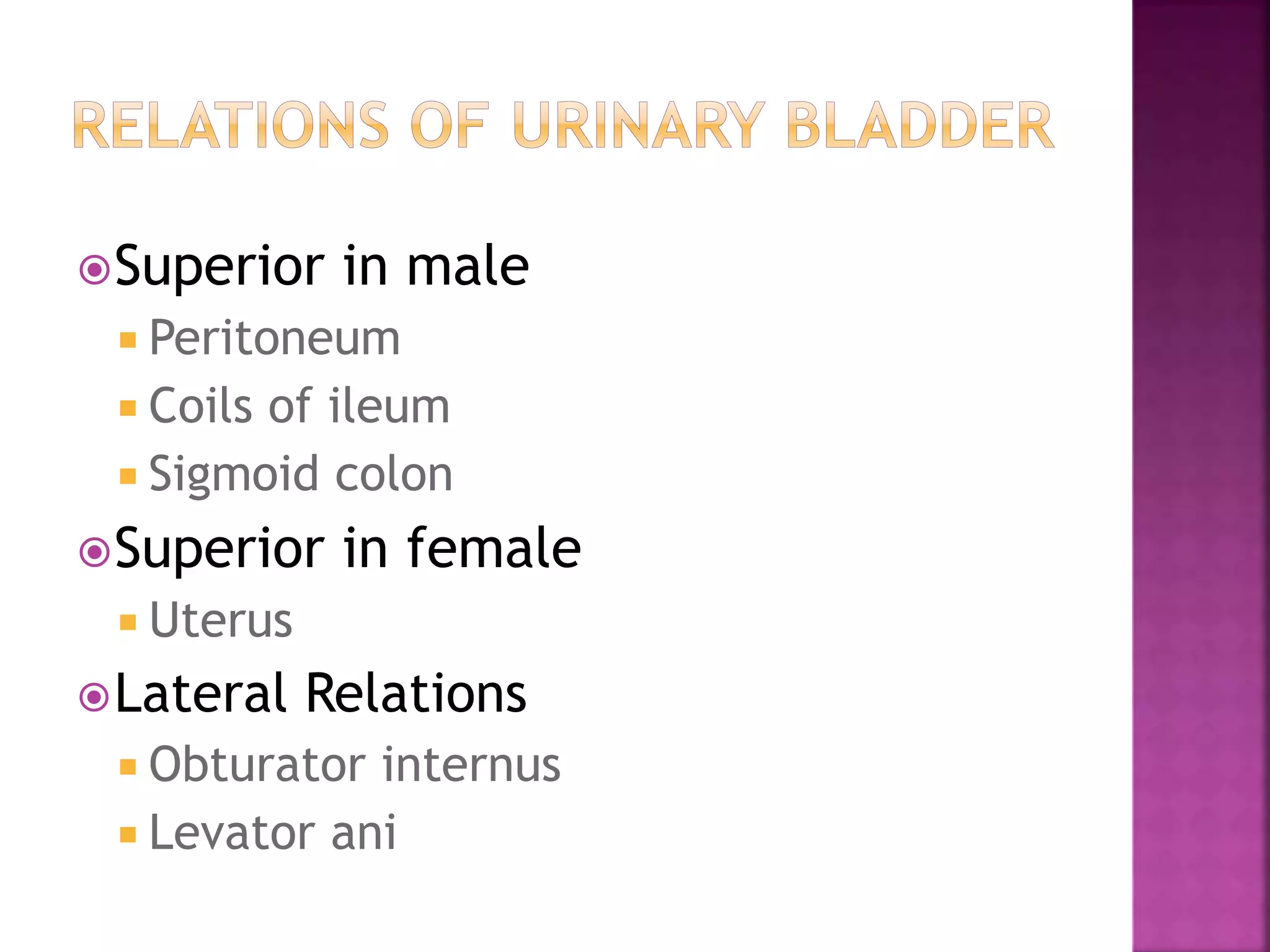 Anatomy of urinary bladder | PPTX