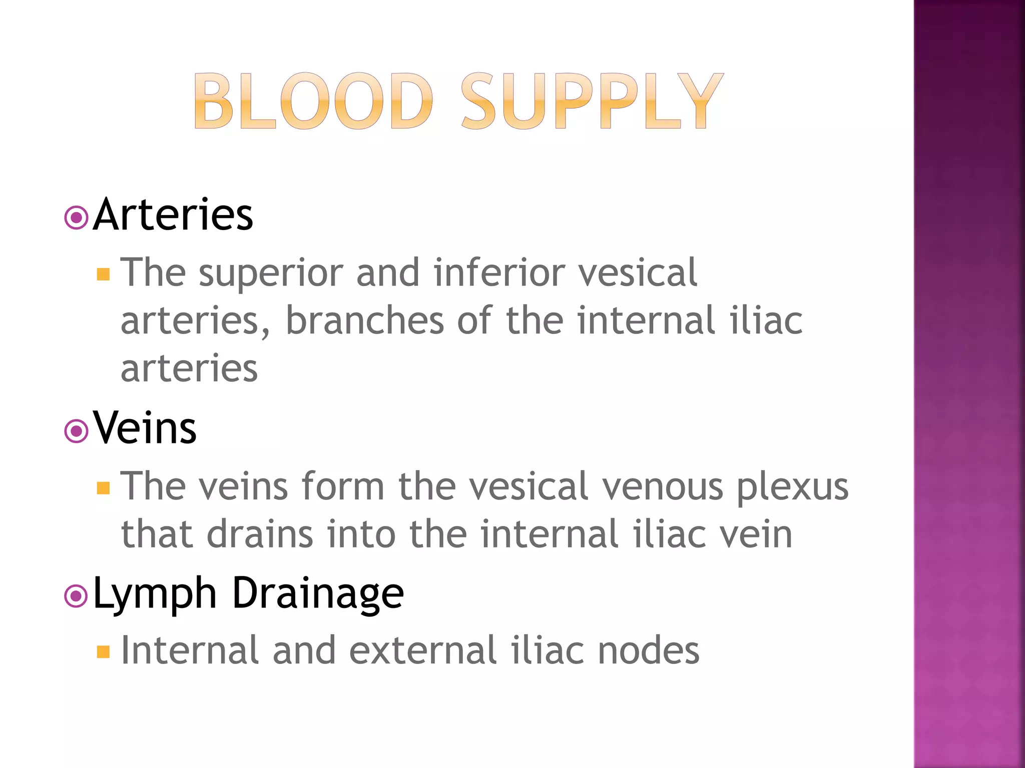 Anatomy of urinary bladder | PPTX