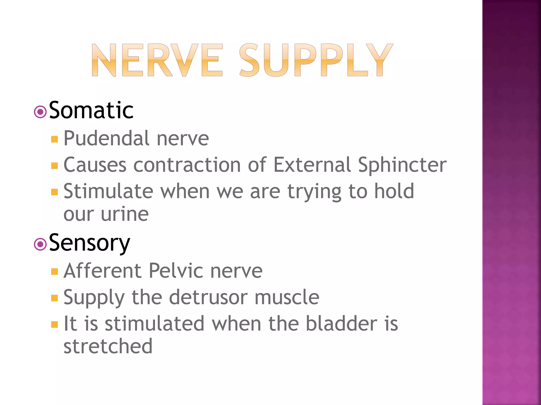 Anatomy of urinary bladder | PPTX