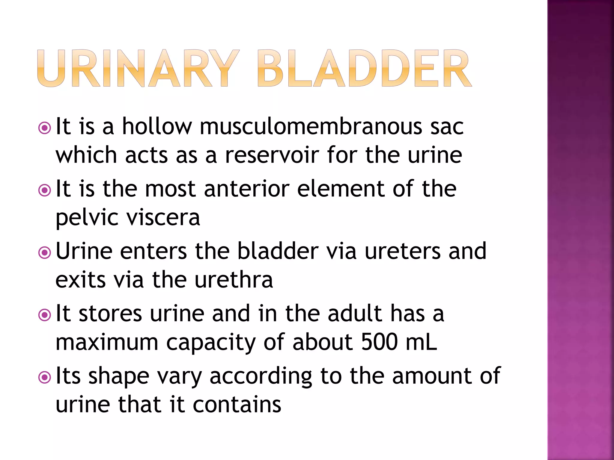 Anatomy of urinary bladder | PPTX