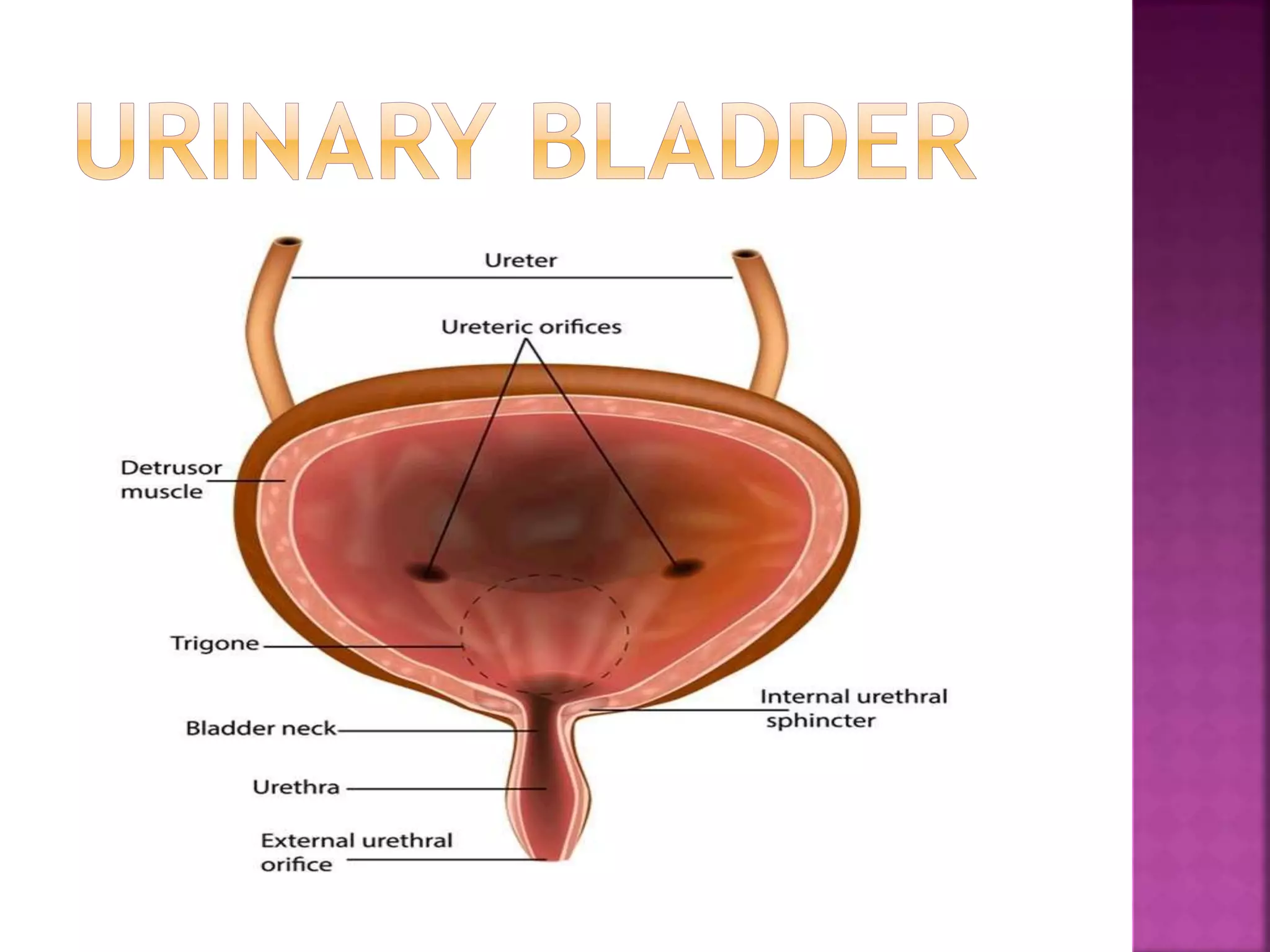 Anatomy of urinary bladder | PPTX