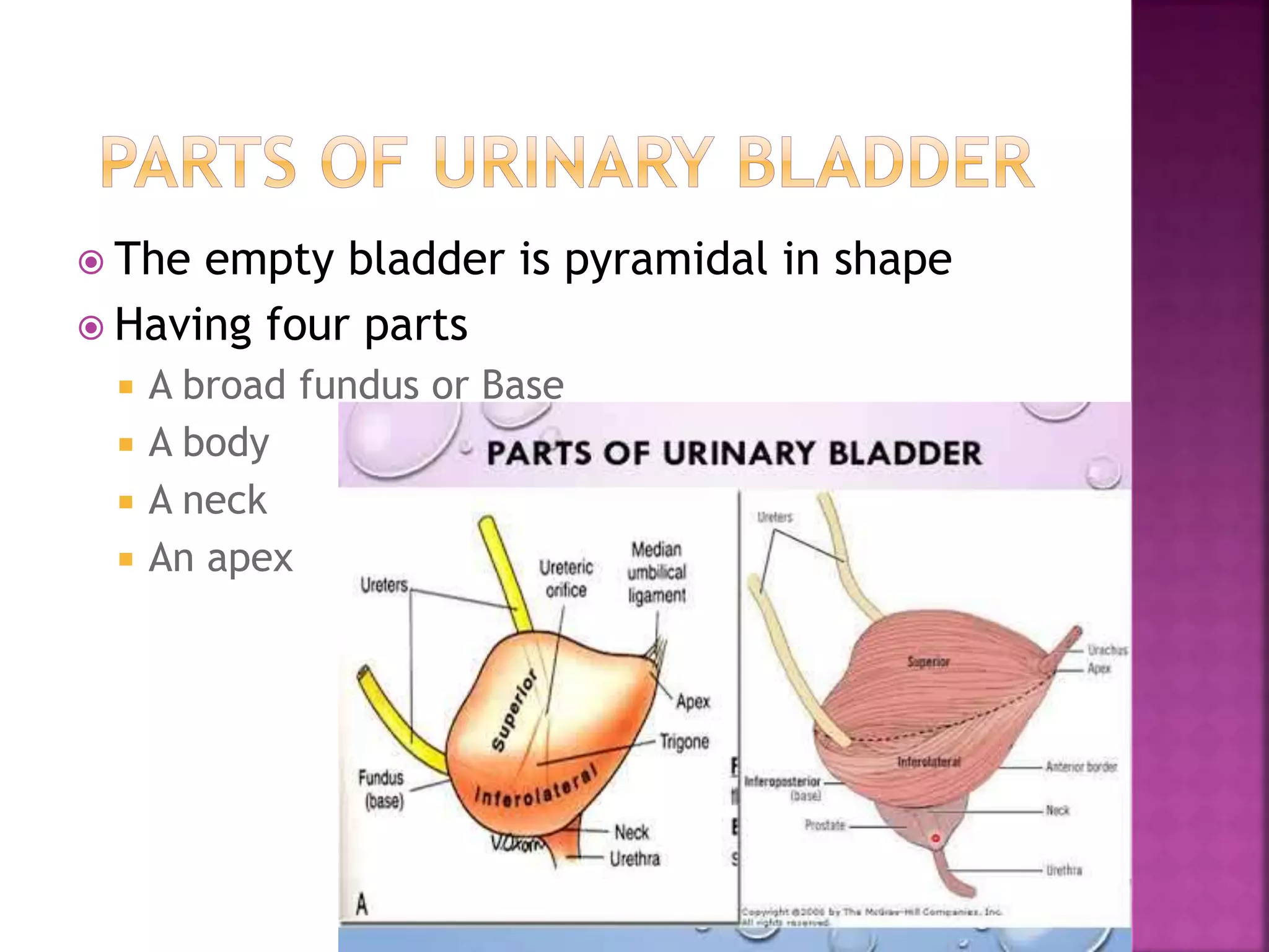 Anatomy of urinary bladder | PPTX