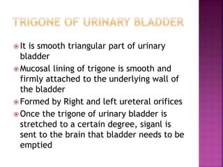 Anatomy of urinary bladder | PPTX