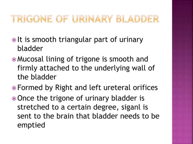 Anatomy of urinary bladder | PPTX