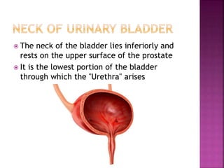 Anatomy of urinary bladder | PPTX
