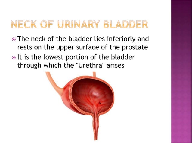 Anatomy of urinary bladder | PPTX