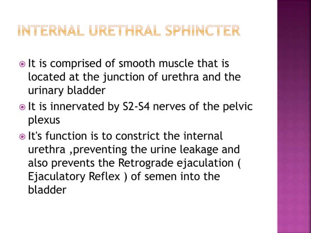 Anatomy of urinary bladder | PPTX