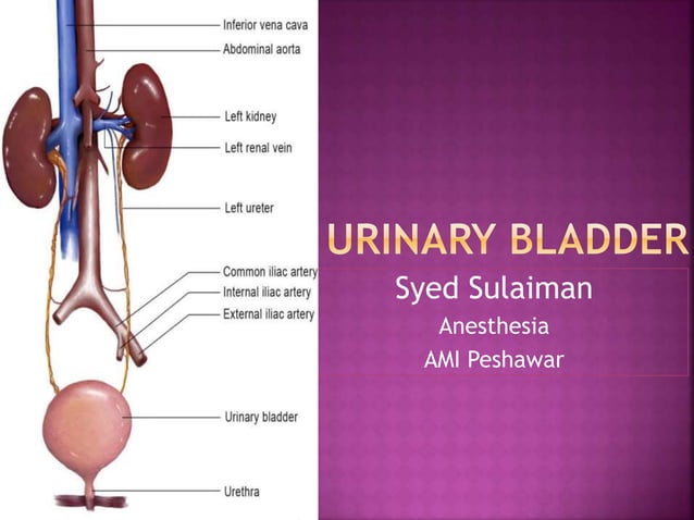 Anatomy of urinary bladder | PPTX
