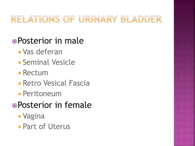 Anatomy of urinary bladder | PPTX