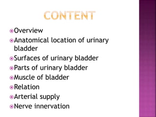 Anatomy of urinary bladder | PPTX