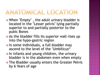 Anatomy of urinary bladder | PPTX