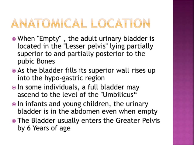 Anatomy of urinary bladder | PPTX
