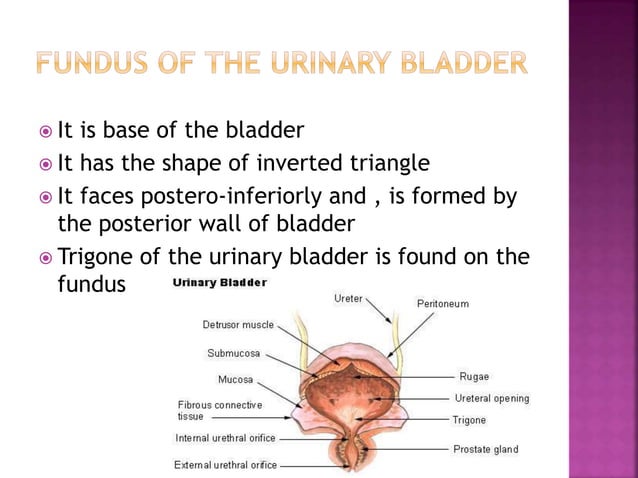 Anatomy of urinary bladder | PPTX