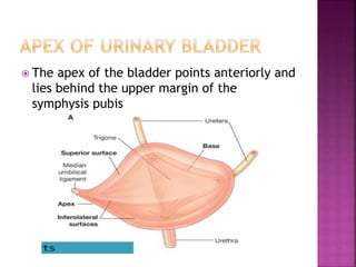 Bladder Anatomy Apex