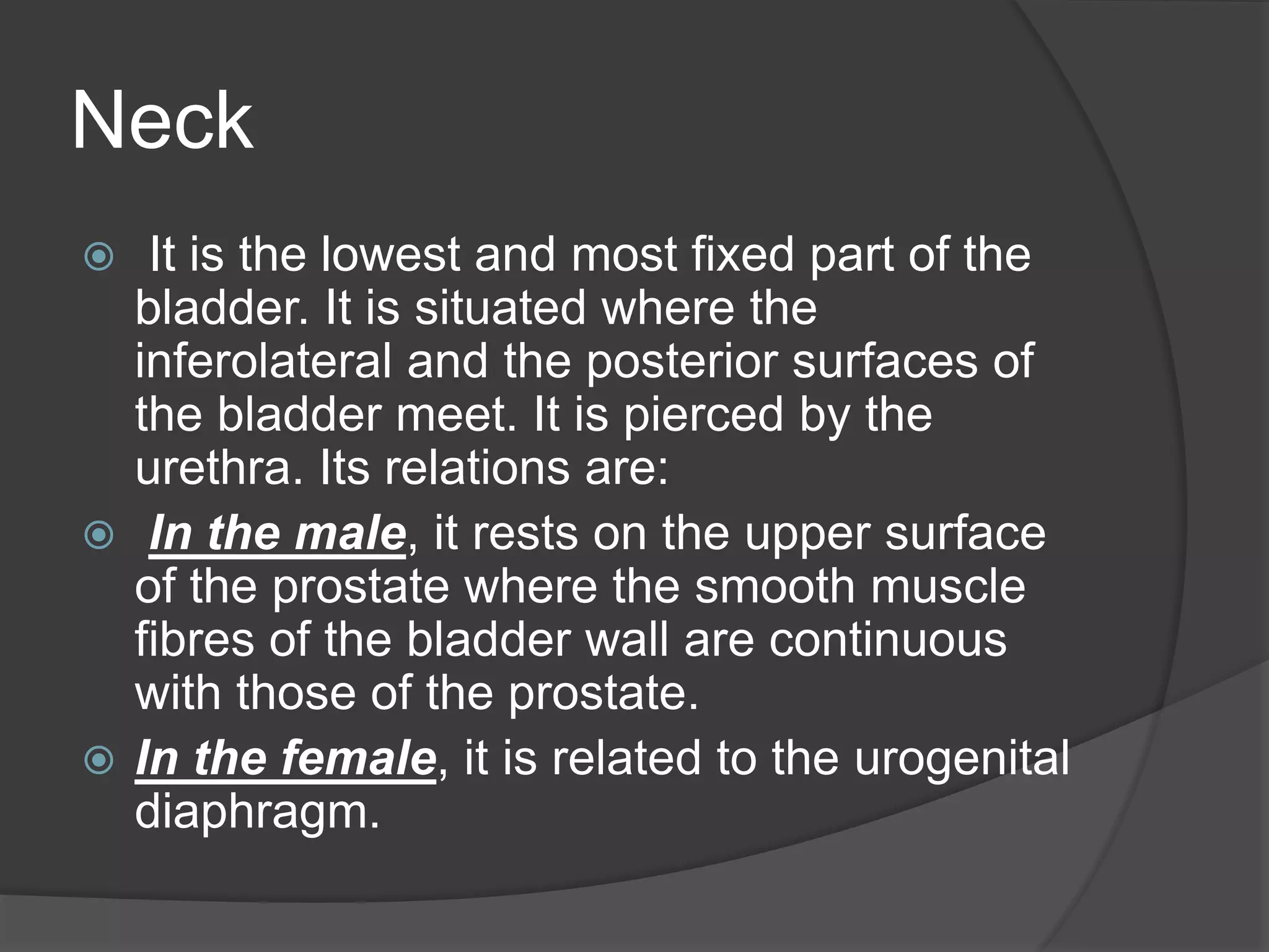 ANATOMY OFurinary bladder.pptx