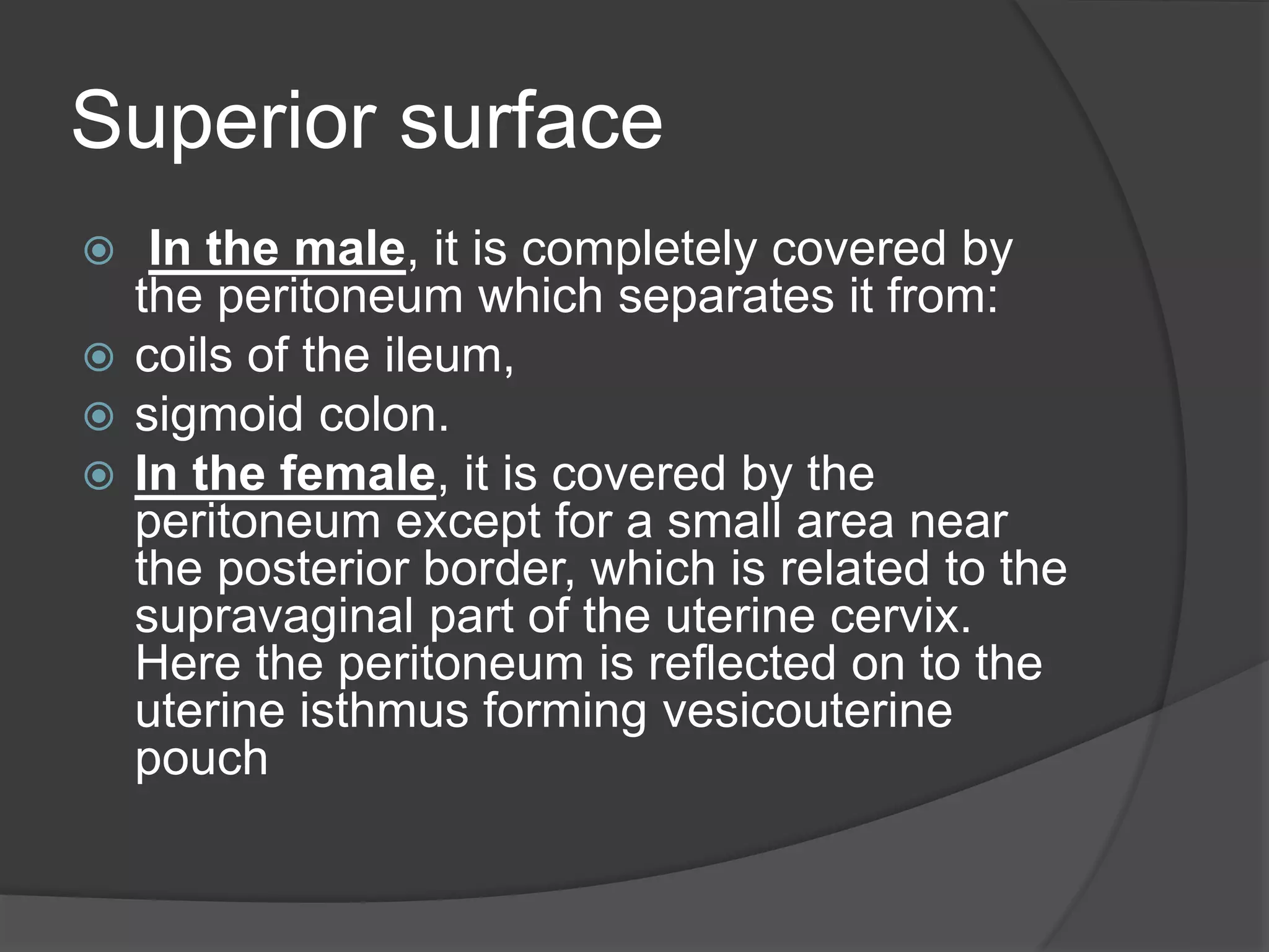 ANATOMY OFurinary bladder.pptx