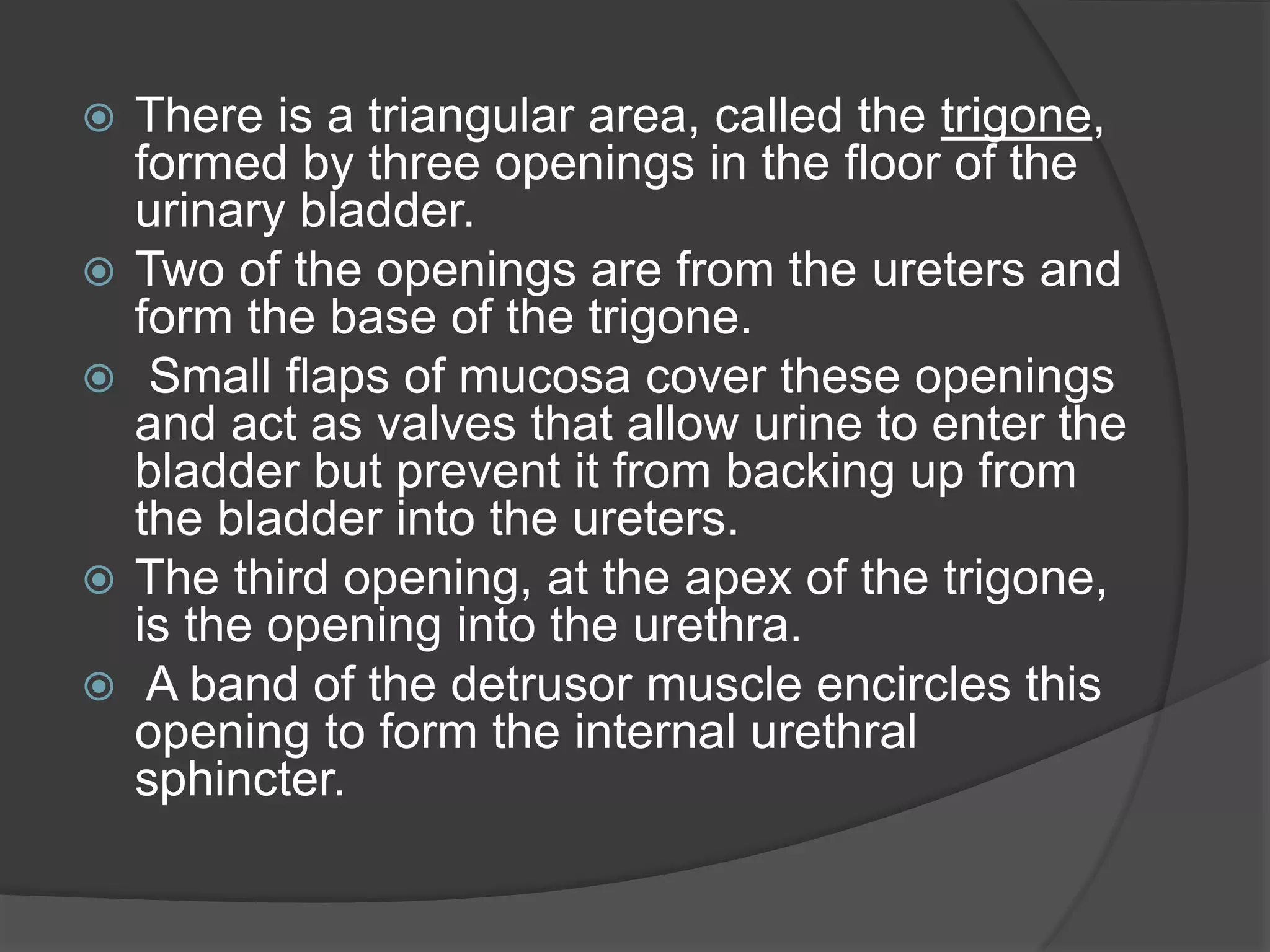 ANATOMY OFurinary bladder.pptx