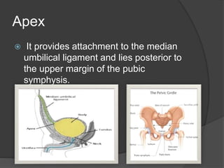 ANATOMY OFurinary bladder.pptx