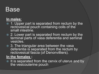 ANATOMY OFurinary bladder.pptx
