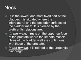 ANATOMY OFurinary bladder.pptx