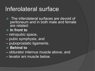 ANATOMY OFurinary bladder.pptx