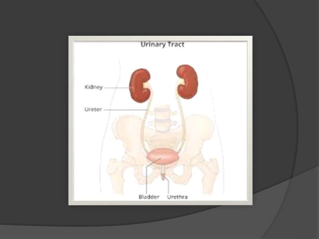 ANATOMY OFurinary bladder.pptx