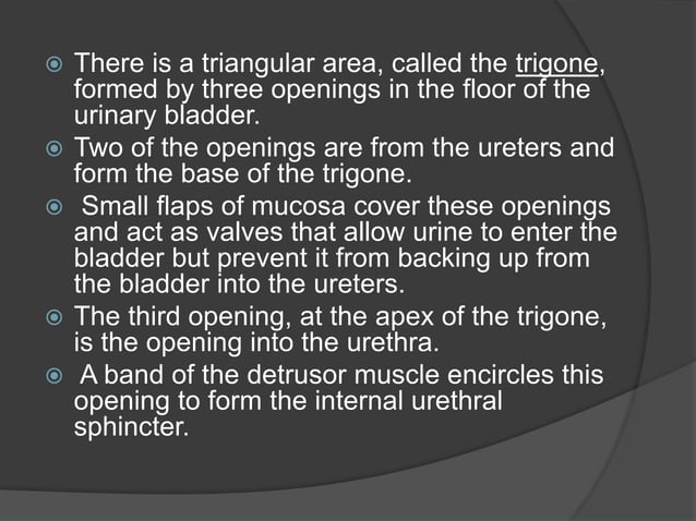 ANATOMY OFurinary bladder.pptx