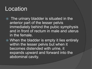 ANATOMY OFurinary bladder.pptx