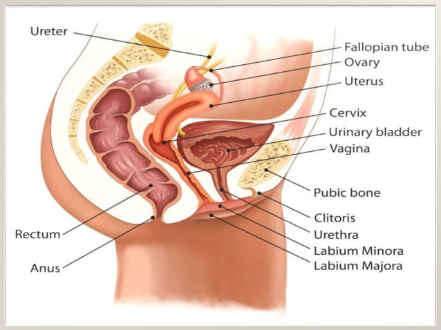 ANATOMY OFurinary bladder.pptx