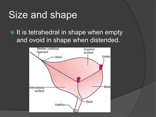 ANATOMY OFurinary bladder.pptx