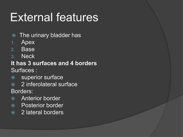 ANATOMY OFurinary bladder.pptx