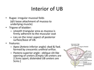 Anatomy of URINARY BLADDER and URETHRA.pptx