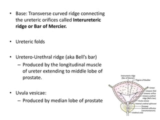 Anatomy of URINARY BLADDER and URETHRA.pptx