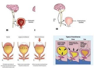 Anatomy of URINARY BLADDER and URETHRA.pptx