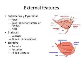 Anatomy of URINARY BLADDER and URETHRA.pptx
