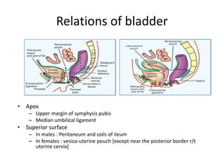 Anatomy of URINARY BLADDER and URETHRA.pptx